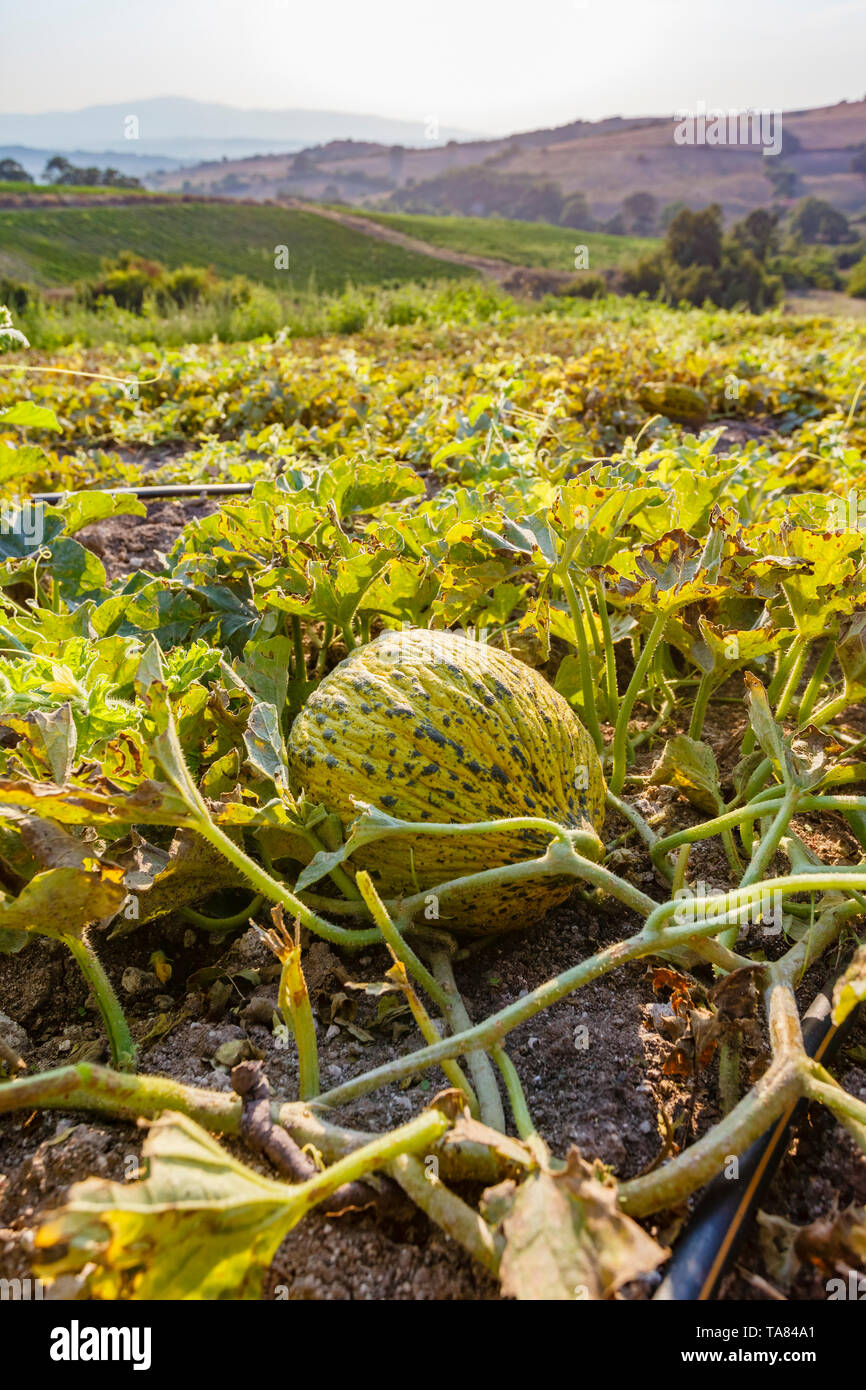 Melon Farm High Resolution Stock Photography and Images - Alamy