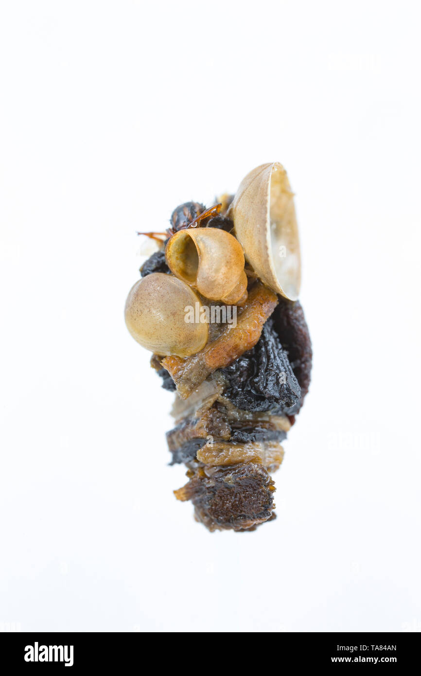 Caddis fly larva white background hi-res stock photography and images ...