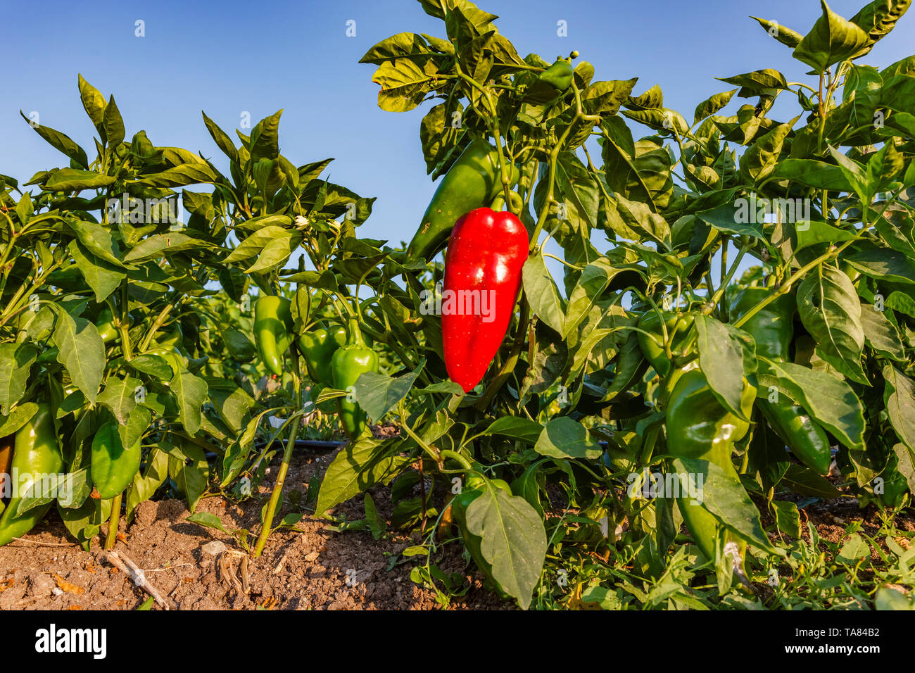 Organic red pepper farm, Marmara region, Turkey Stock Photo - Alamy
