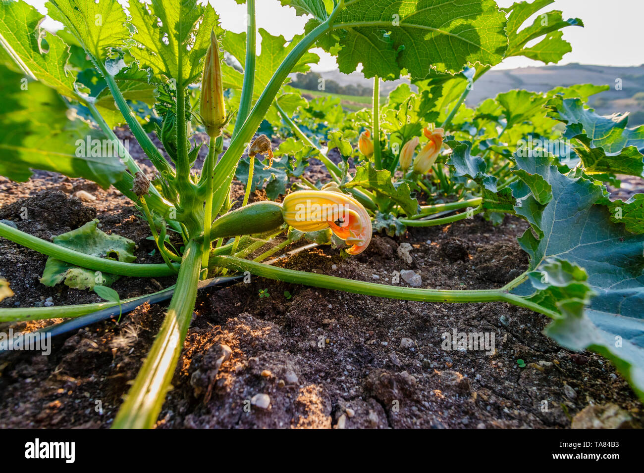 Zucchini blossoms, organic zucchini farm, Marmara region, Turkey Stock ...