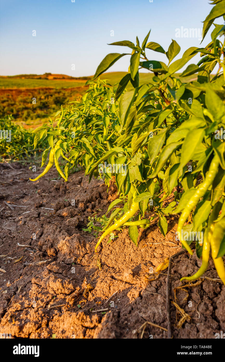 Turkey pepper hi-res stock photography and images - Alamy