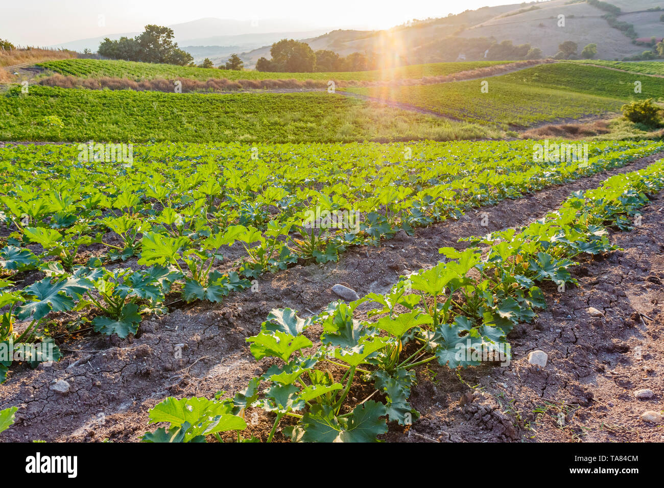 Zucchini farm produce hi-res stock photography and images - Alamy