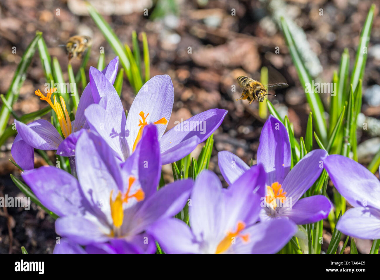 Violet crocus flowers in spring with flying bees collecting honey ...