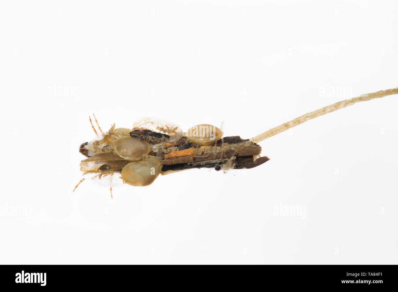 Caddis larva UK Stock Photo - Alamy