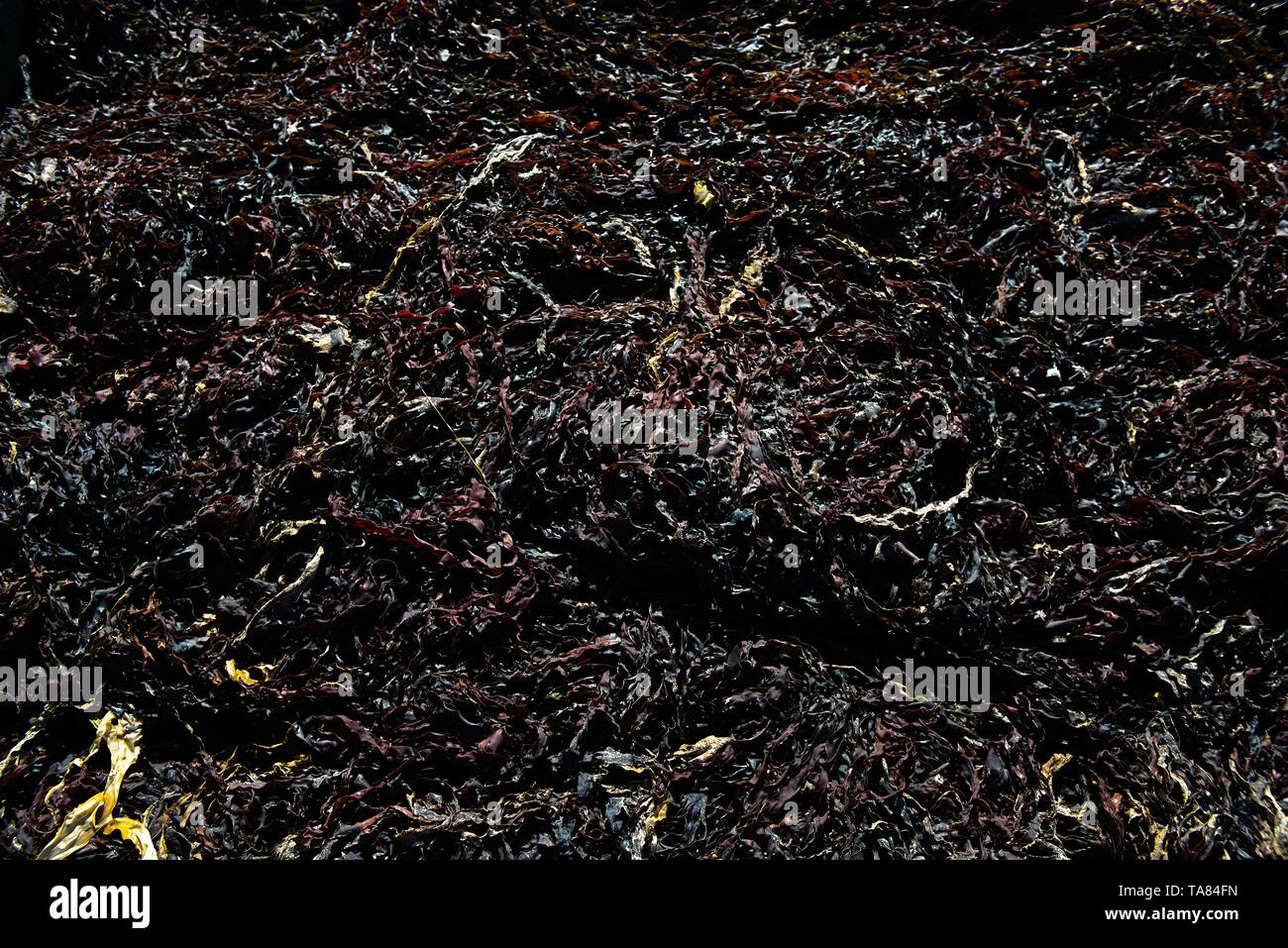 Seaweed algae brown textured pattern making nice lines and shapes with ...