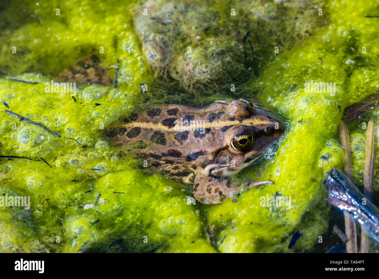 Frog in swamp of turbid water, full of green algae Stock Photo - Alamy