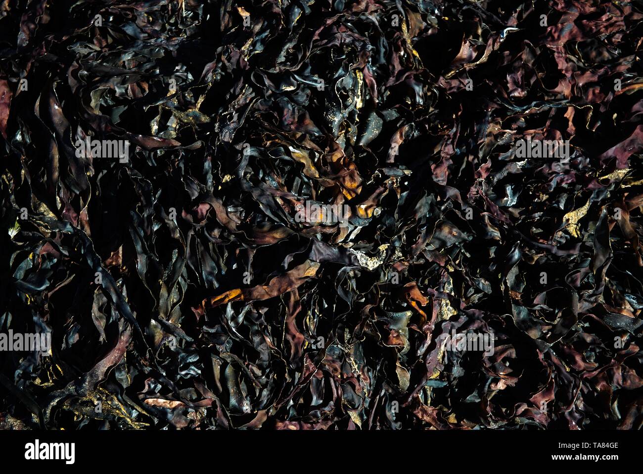 Seaweed algae brown textured pattern making nice lines and shapes with ...