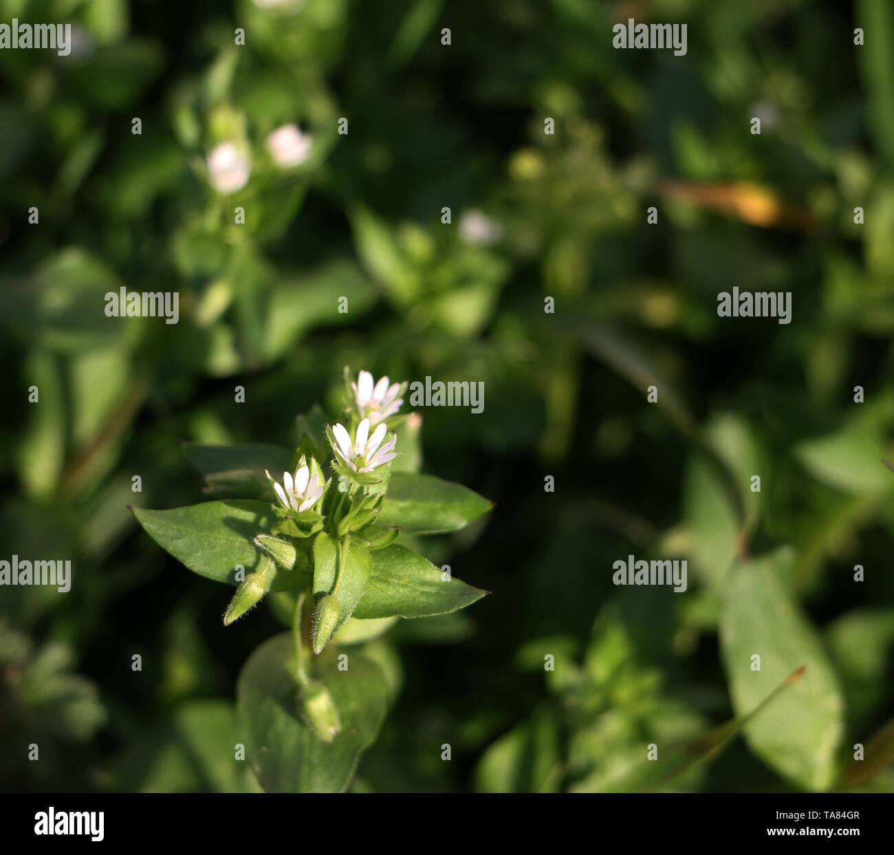 Creeping Annual Weed High Resolution Stock Photography and Images - Alamy