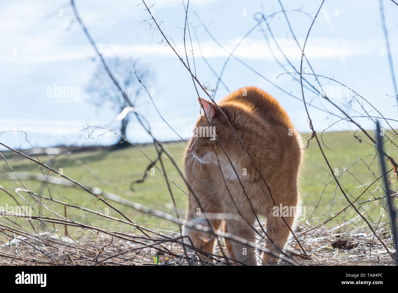 Hump Of The Cat High Resolution Stock Photography and Images - Alamy