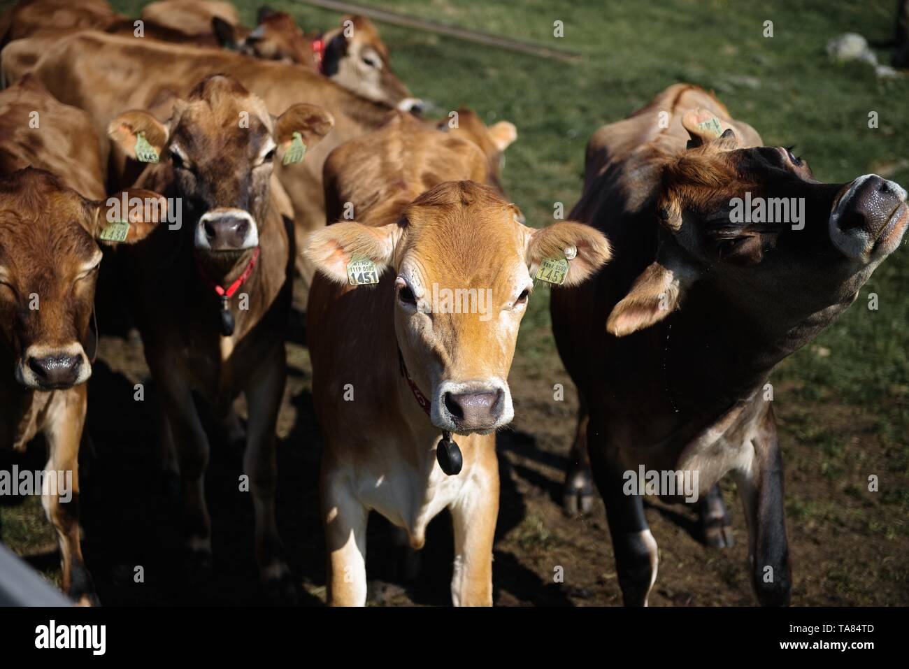 Limousin beef hi-res stock photography and images - Alamy