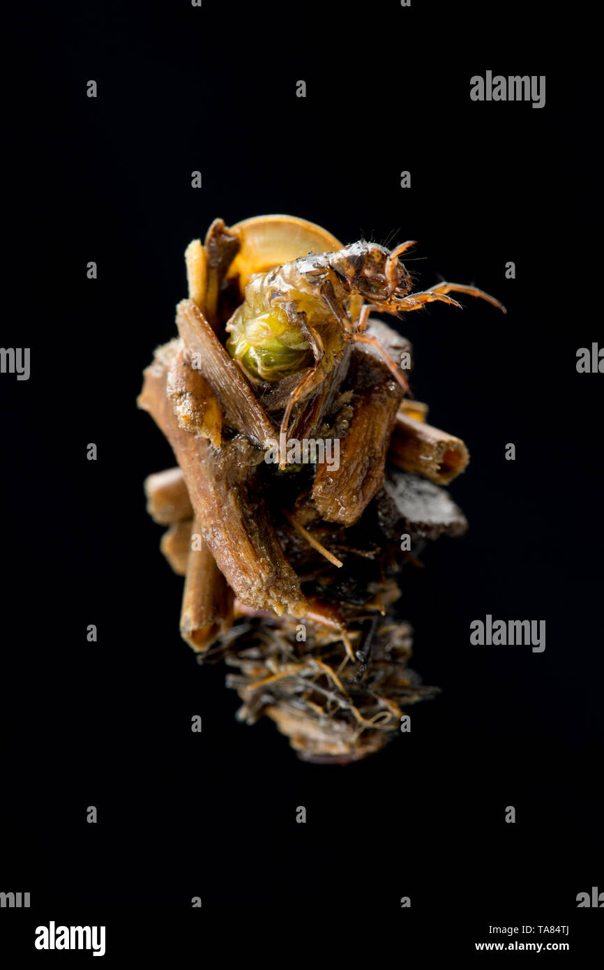 Caddis fly larva hi-res stock photography and images - Alamy