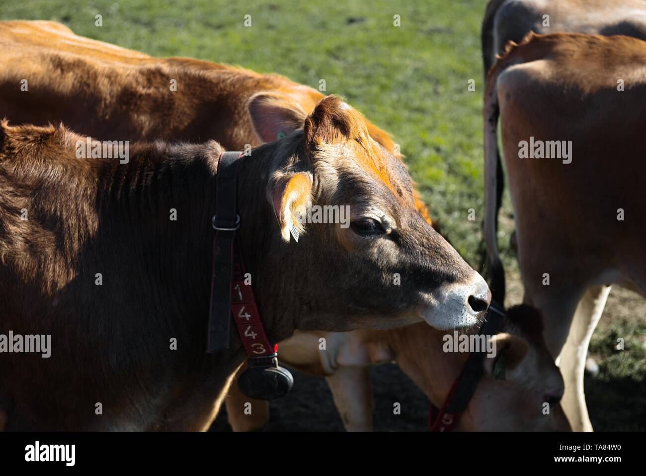 Limousin beef hi-res stock photography and images - Alamy