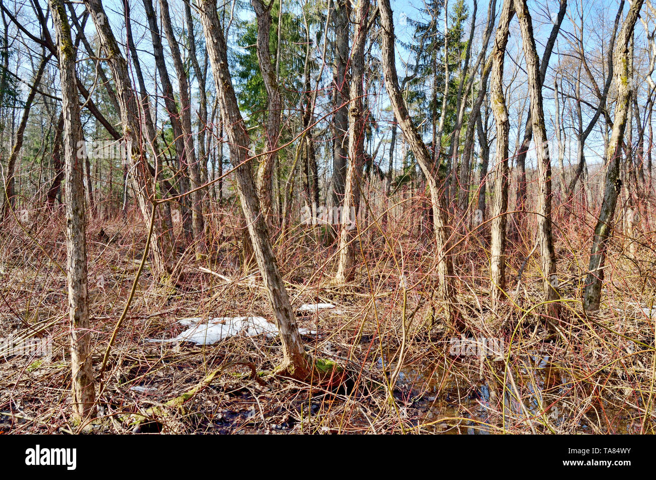 Forest thicket with dense thickets.Trees grow thick.And on earth bushes ...