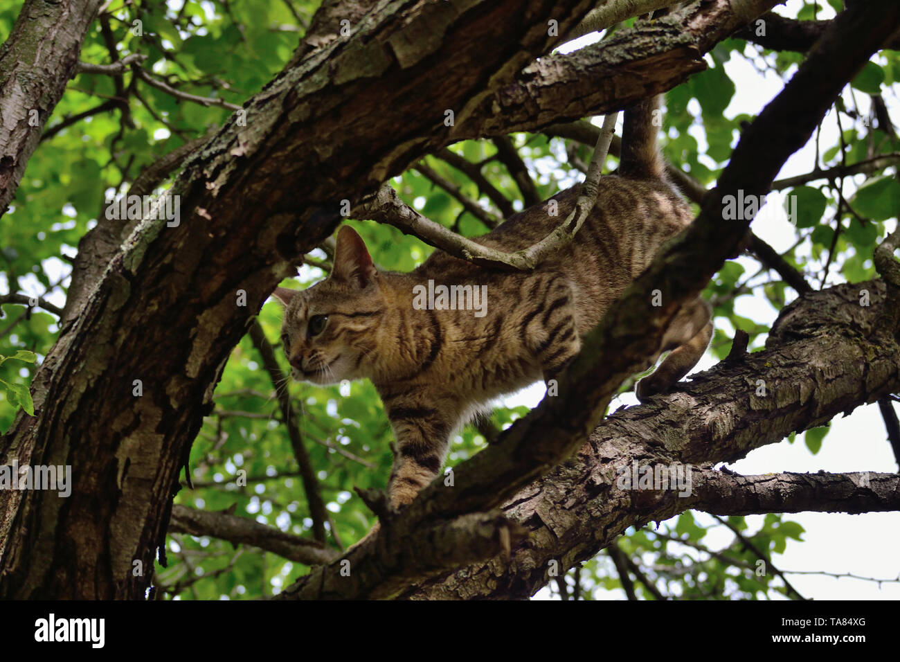 Cat on a pear tree, Felis catus Stock Photo - Alamy