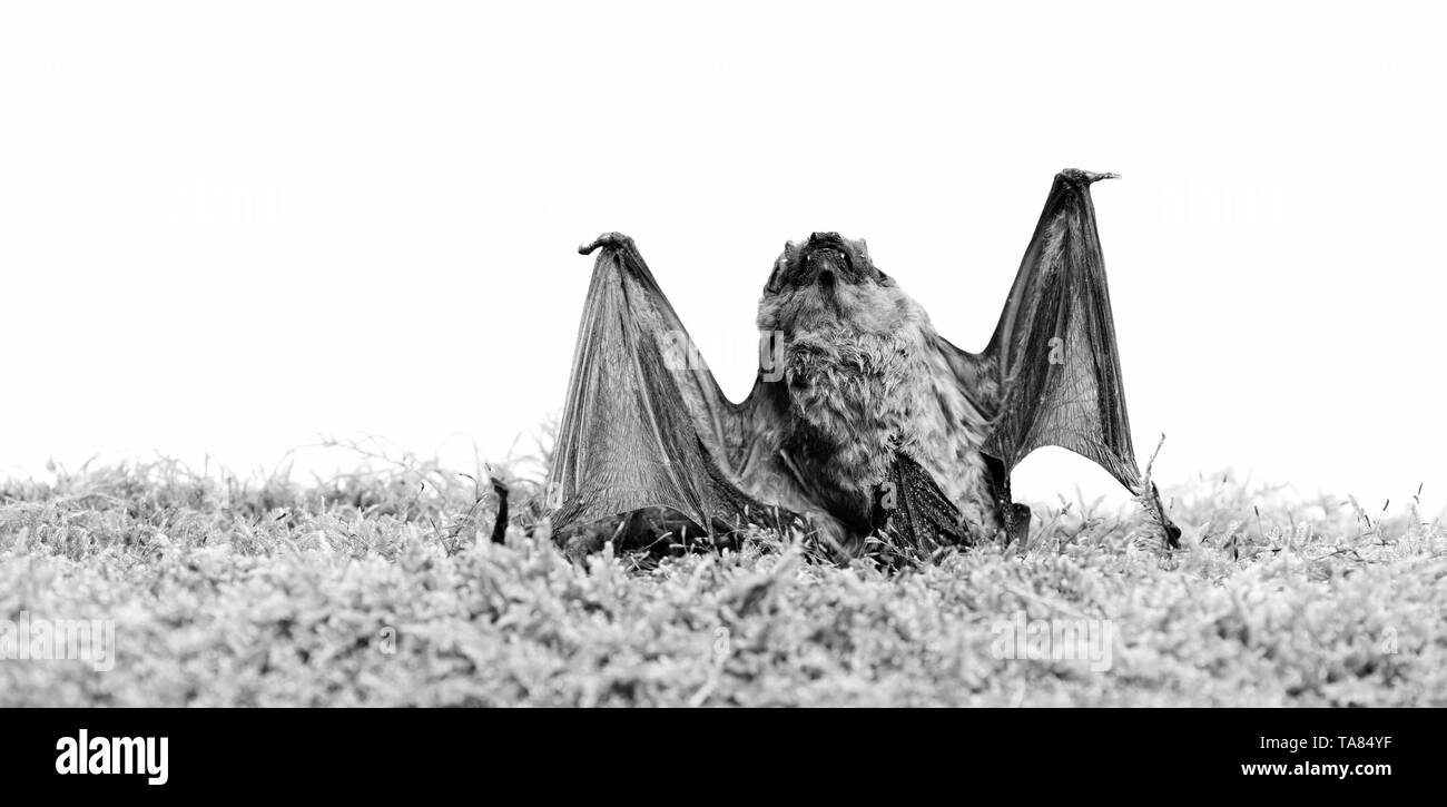 Dummy of wild bat on grass. Wild nature. Forelimbs adapted as wings ...