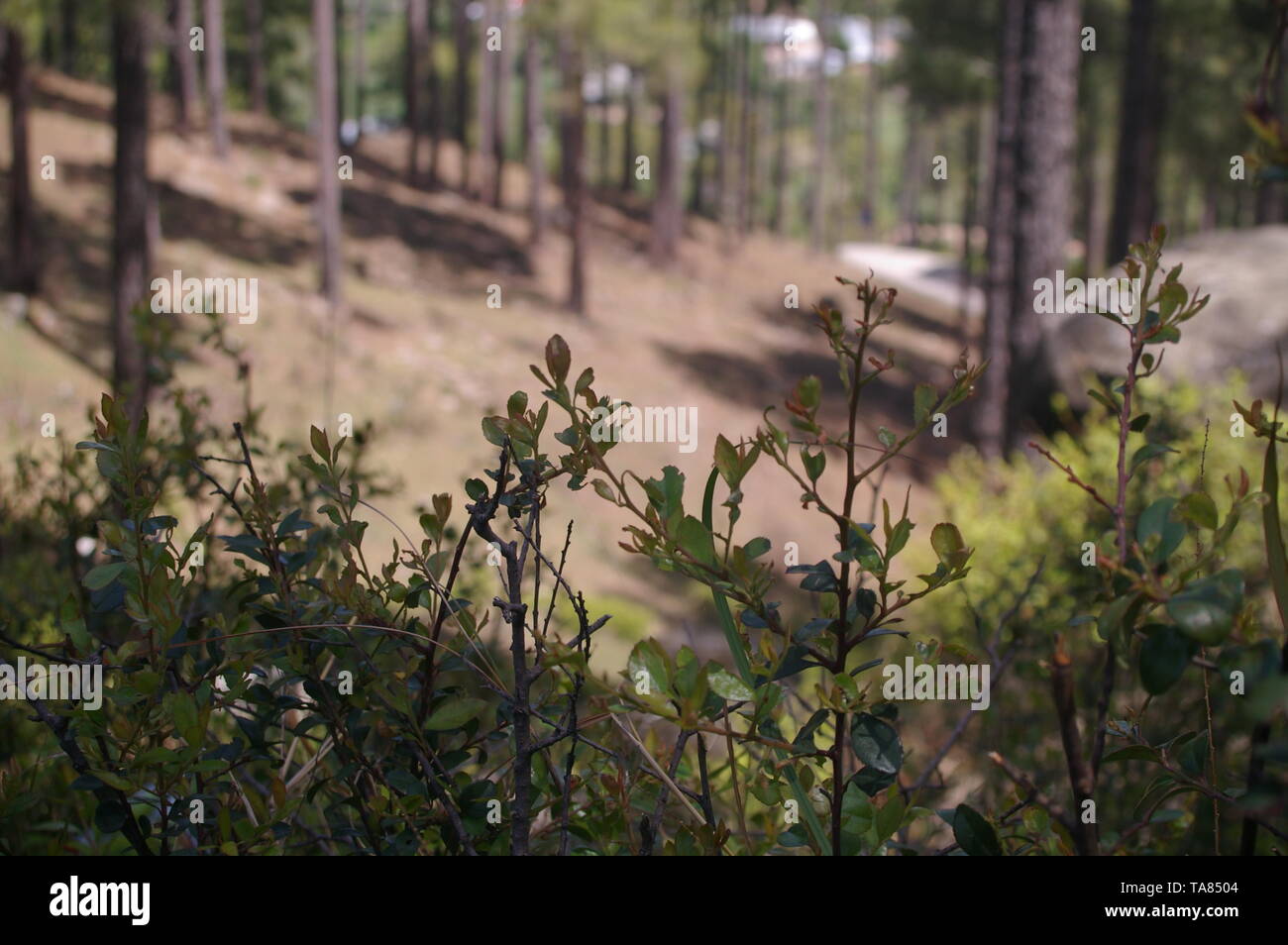 Muree tree hi-res stock photography and images - Alamy