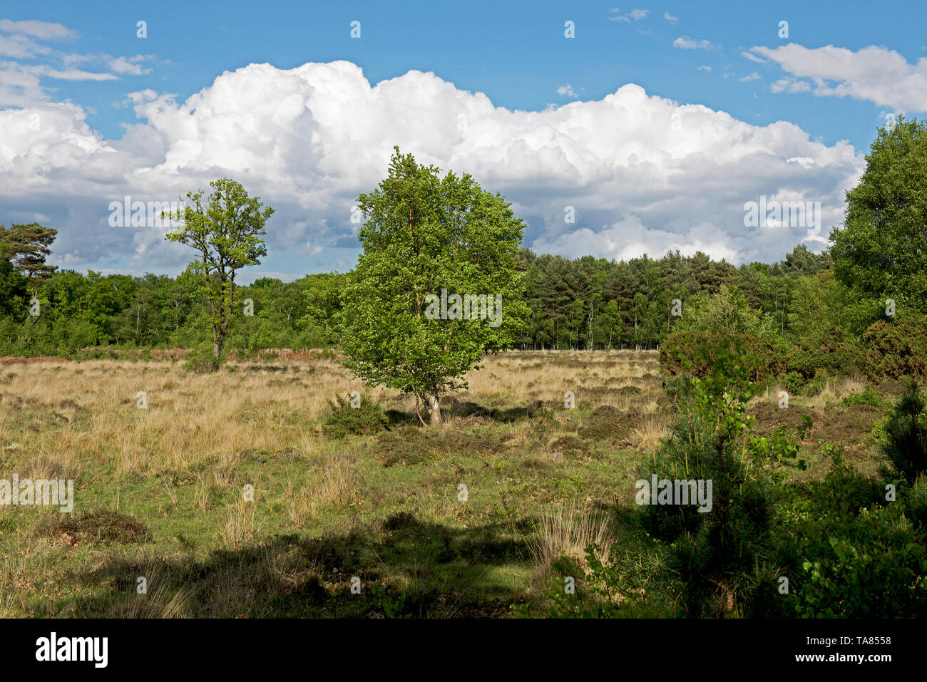 Skipwith Common, North Yorkshire, England UK Stock Photo - Alamy