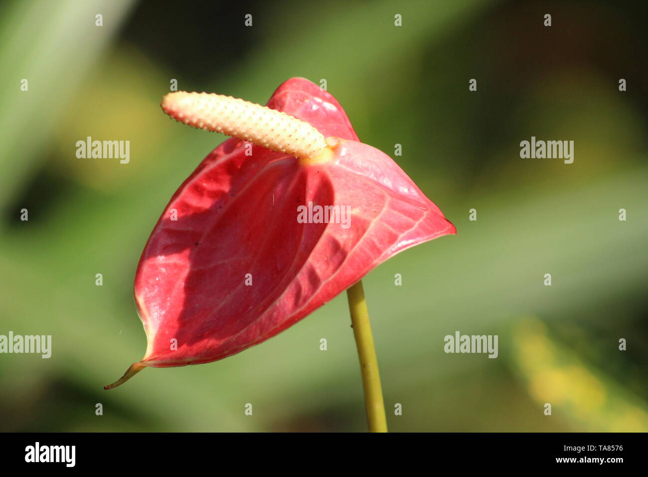 Anthoorium flower hi-res stock photography and images - Alamy