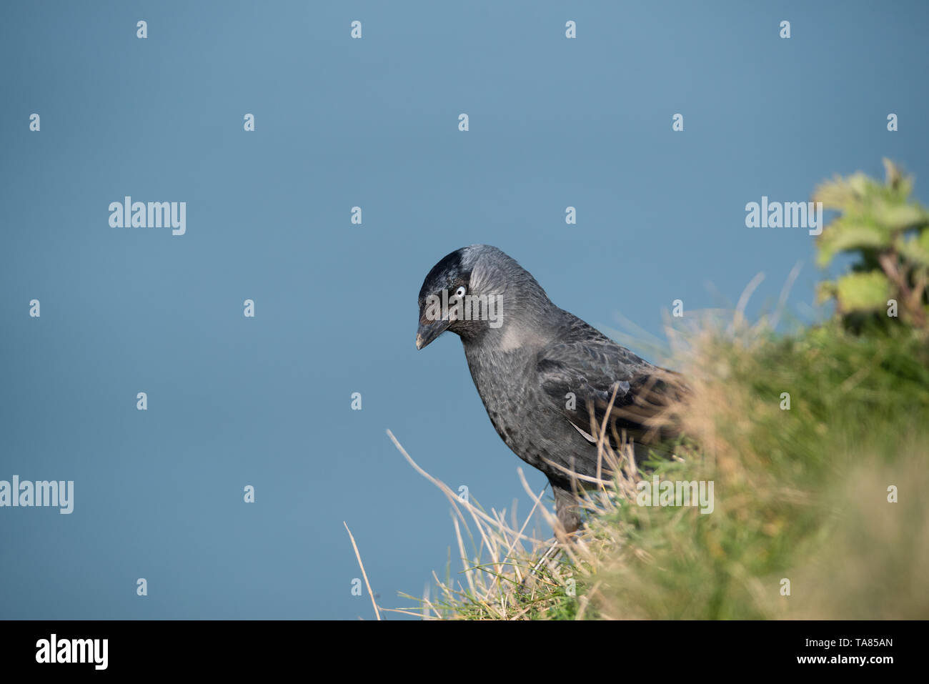 Jackdaw at RSPB Bempton Cliffs Stock Photo - Alamy