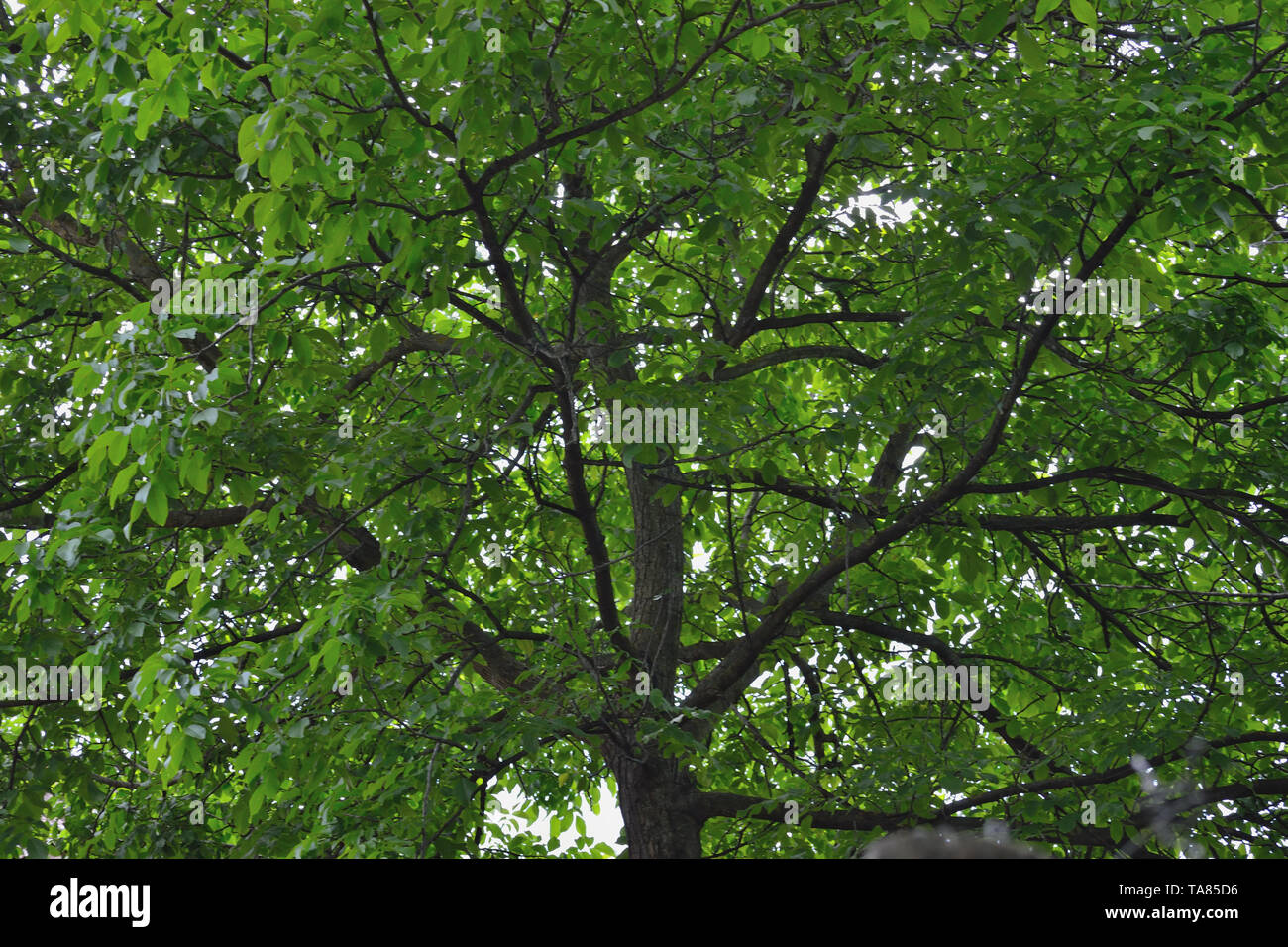 Tree farming hi-res stock photography and images - Alamy