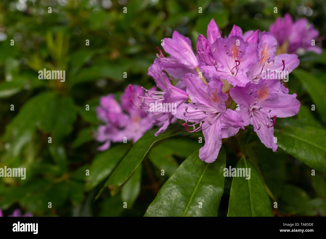 Beautiful bright pink Rhododendron bush in full bloom close up showing ...