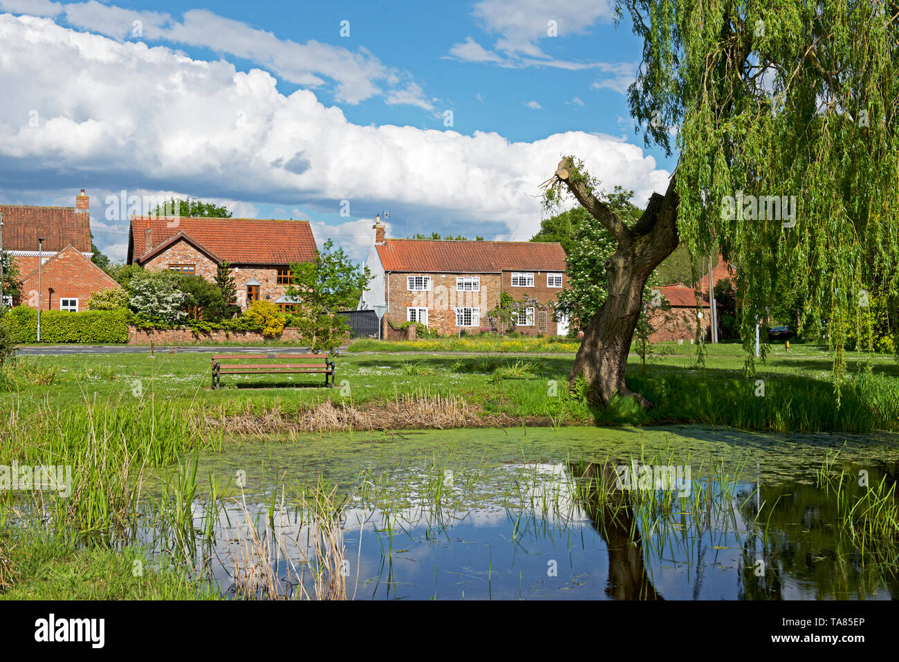 The village pond, Skipwith, North Yorkshire, England UK Stock Photo - Alamy