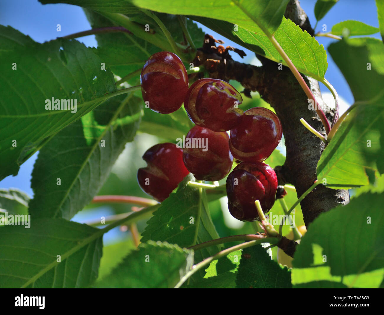 Cracking and splitting hi-res stock photography and images - Alamy