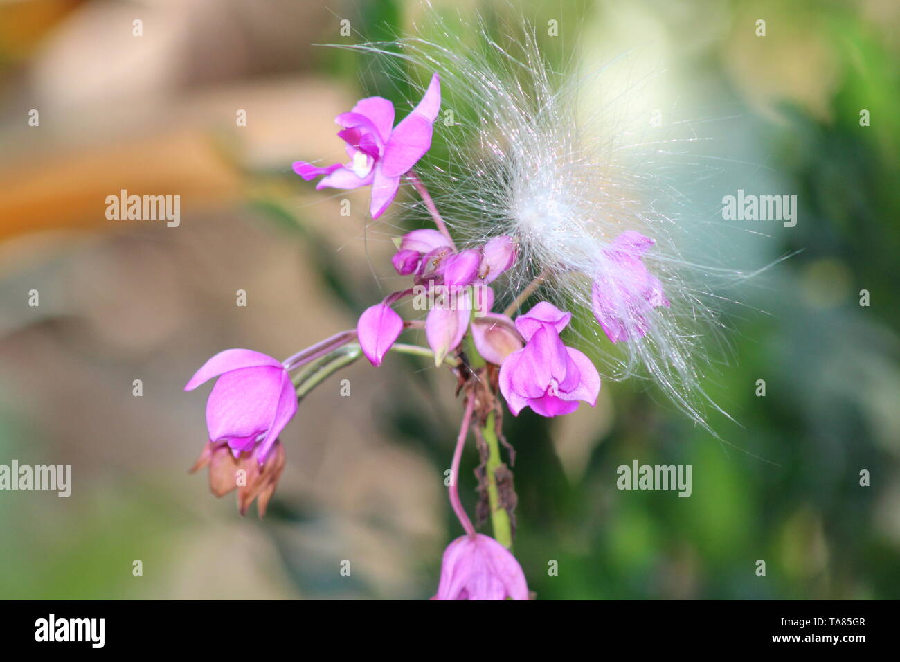Appooppan thadi in orchid hi-res stock photography and images - Alamy