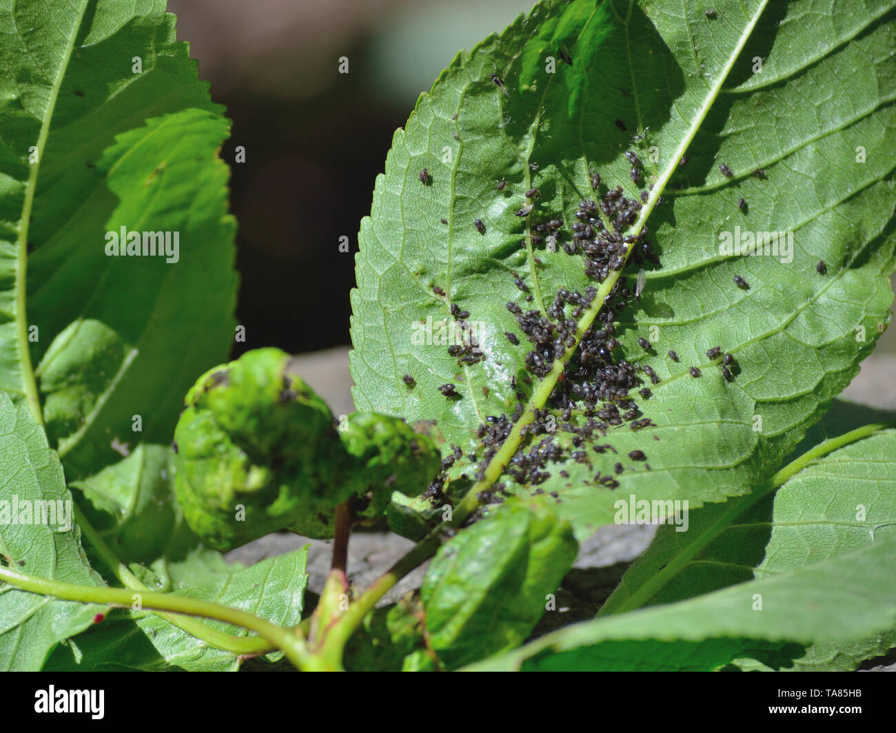 Black aphids hi-res stock photography and images - Alamy
