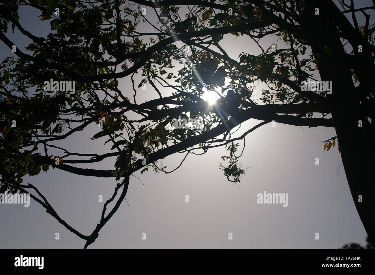 Muree tree hi-res stock photography and images - Alamy