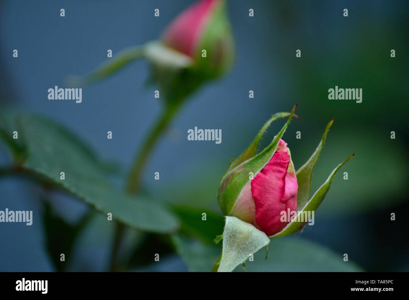 Buds in spring hi-res stock photography and images - Alamy