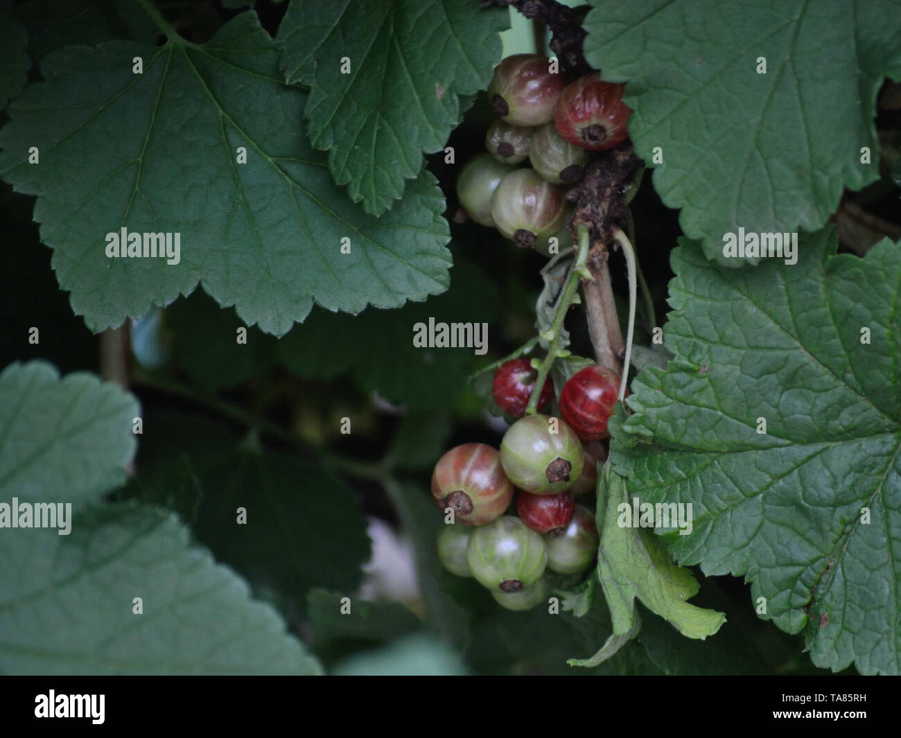 Unripe fruits hi-res stock photography and images - Alamy