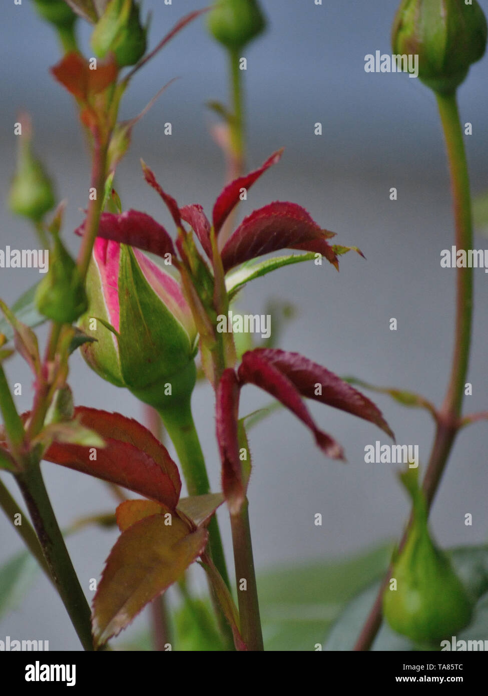 Buds rose hi-res stock photography and images - Alamy