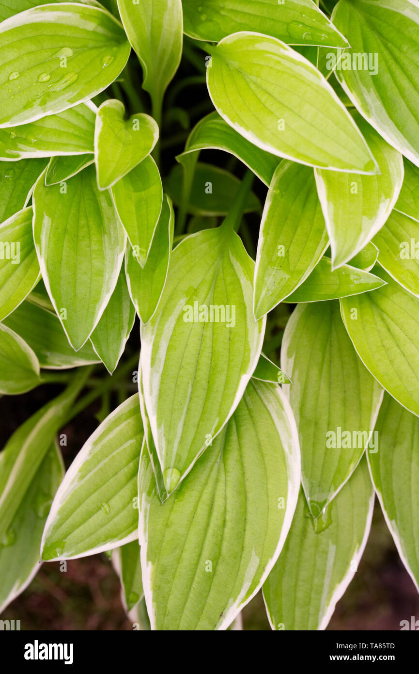 Hosta 'Iced Lemon' leaves in Spring Stock Photo - Alamy