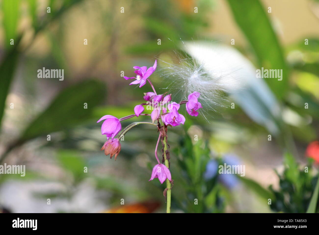 Appooppan thadi in orchid hi-res stock photography and images - Alamy