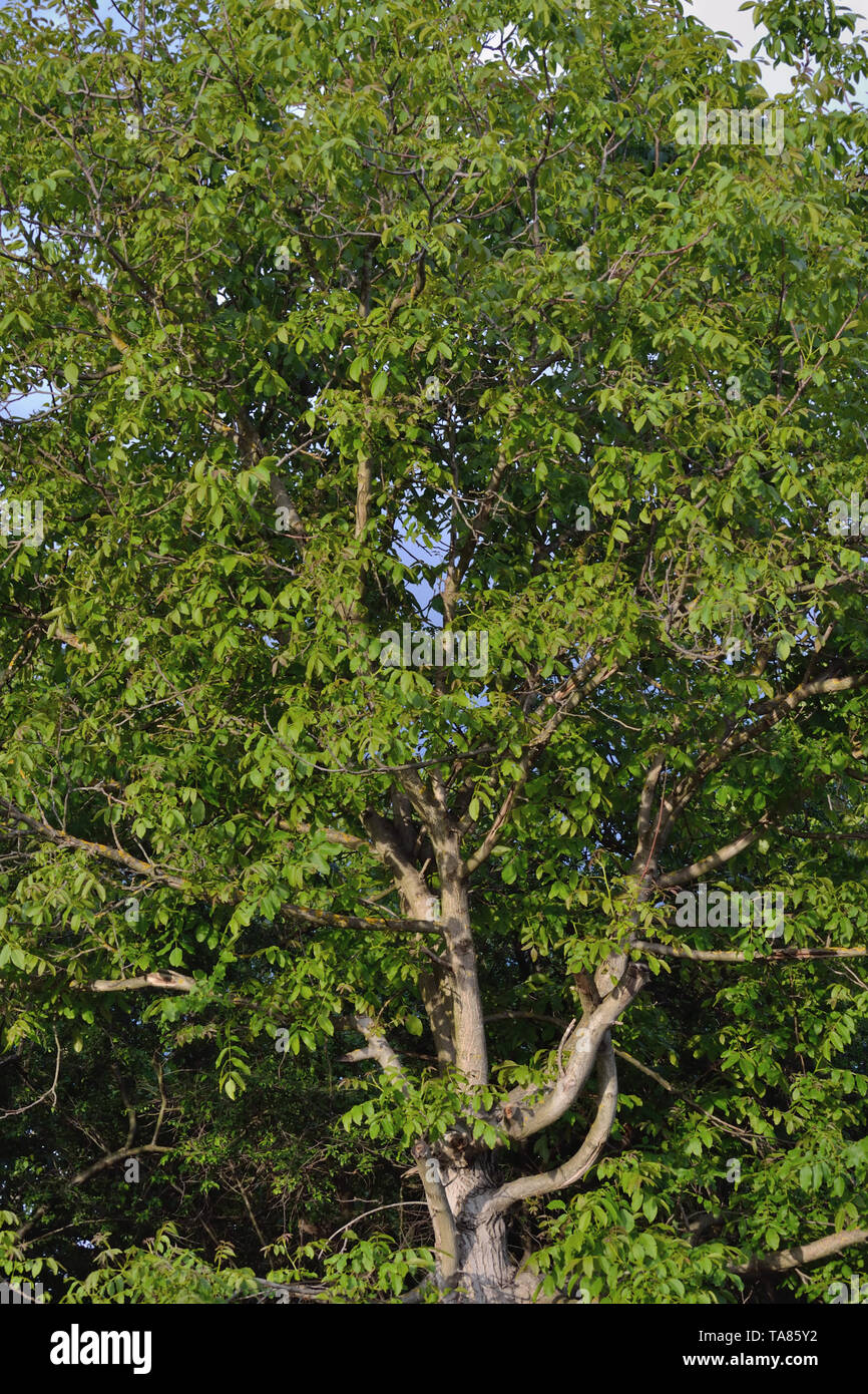 Juglans regia spring hi-res stock photography and images - Alamy