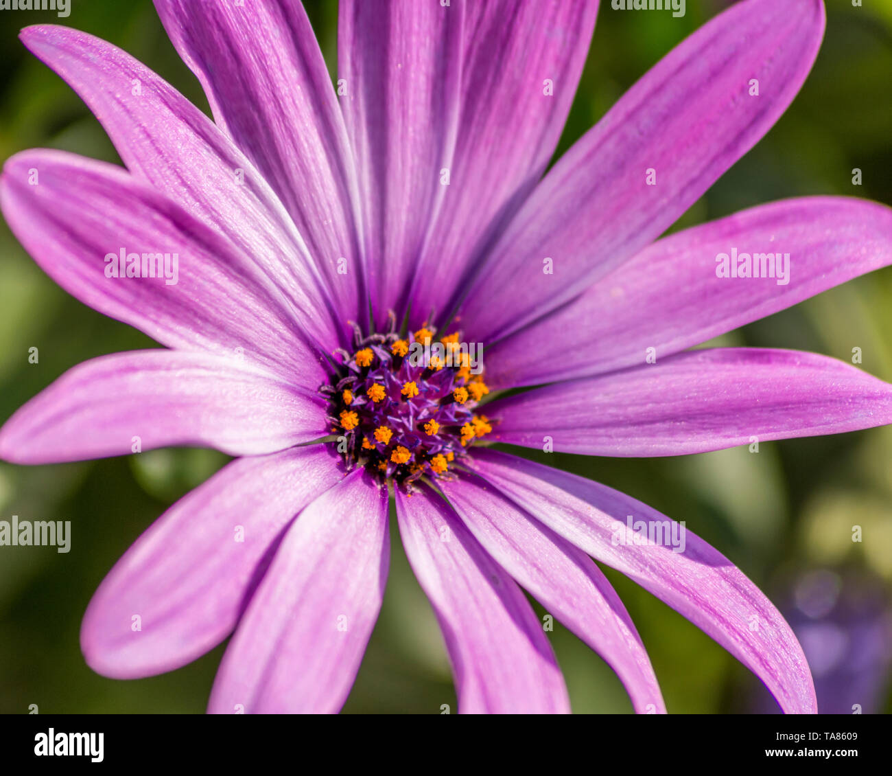 Purple daisy close up shot hi-res stock photography and images - Alamy