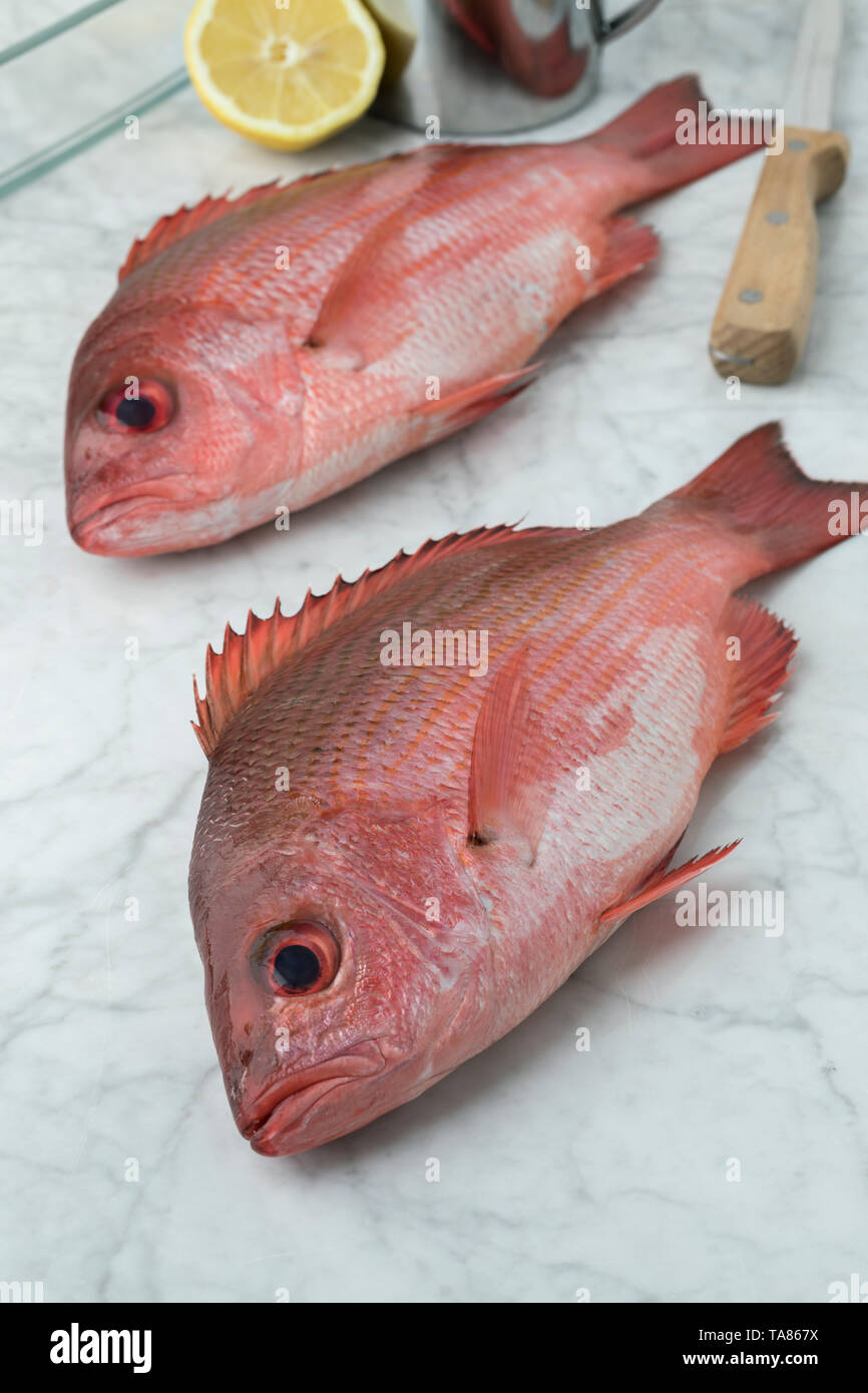 Two Northern red snappers in the kitchen ready to cook Stock Photo - Alamy