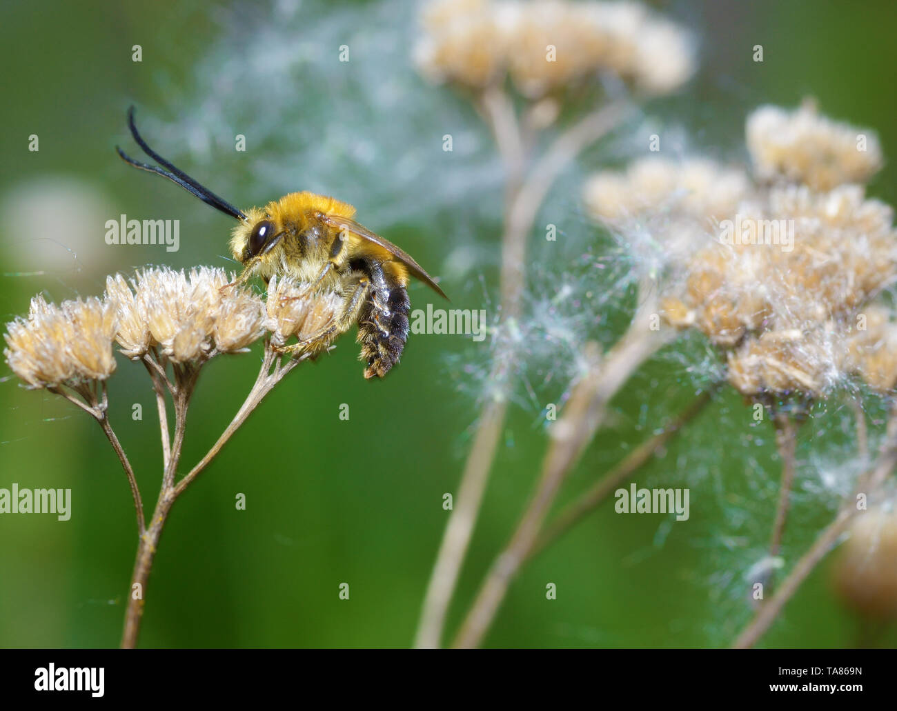 Sleeping bumblebee hi-res stock photography and images - Alamy