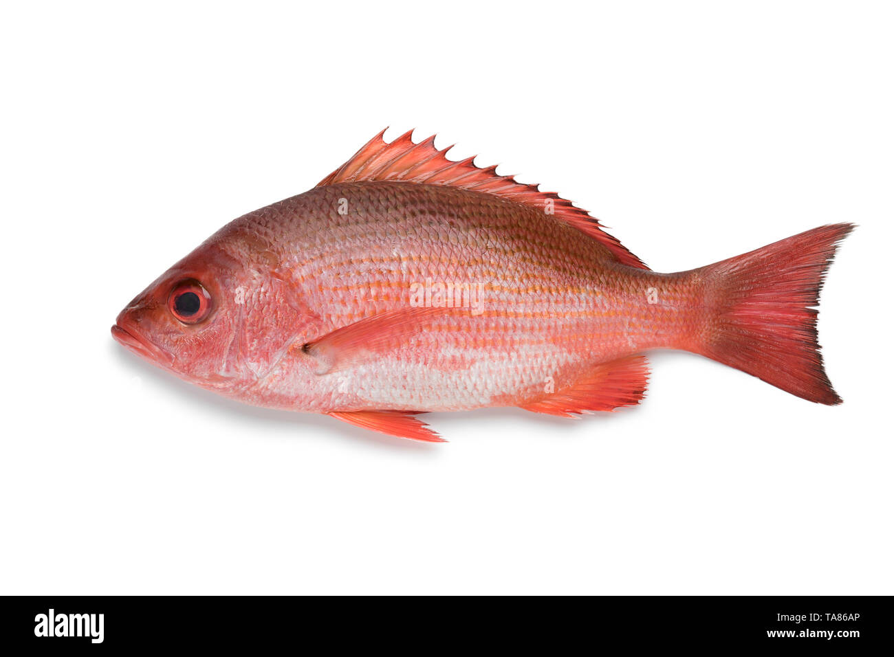 Single Northern red snapper isolated on white background Stock Photo ...