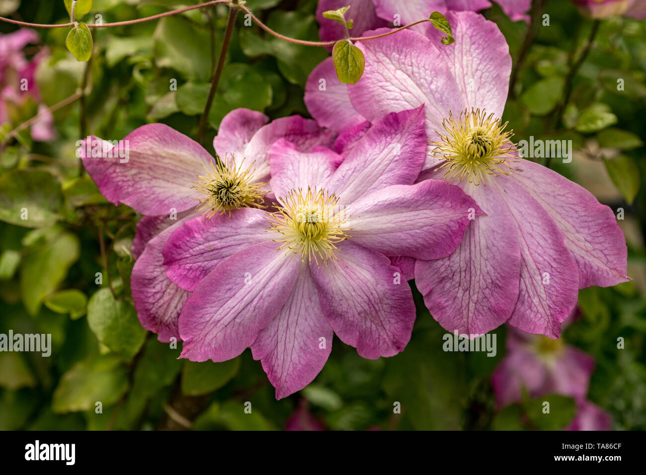 Clematis clematis asao hi-res stock photography and images - Alamy