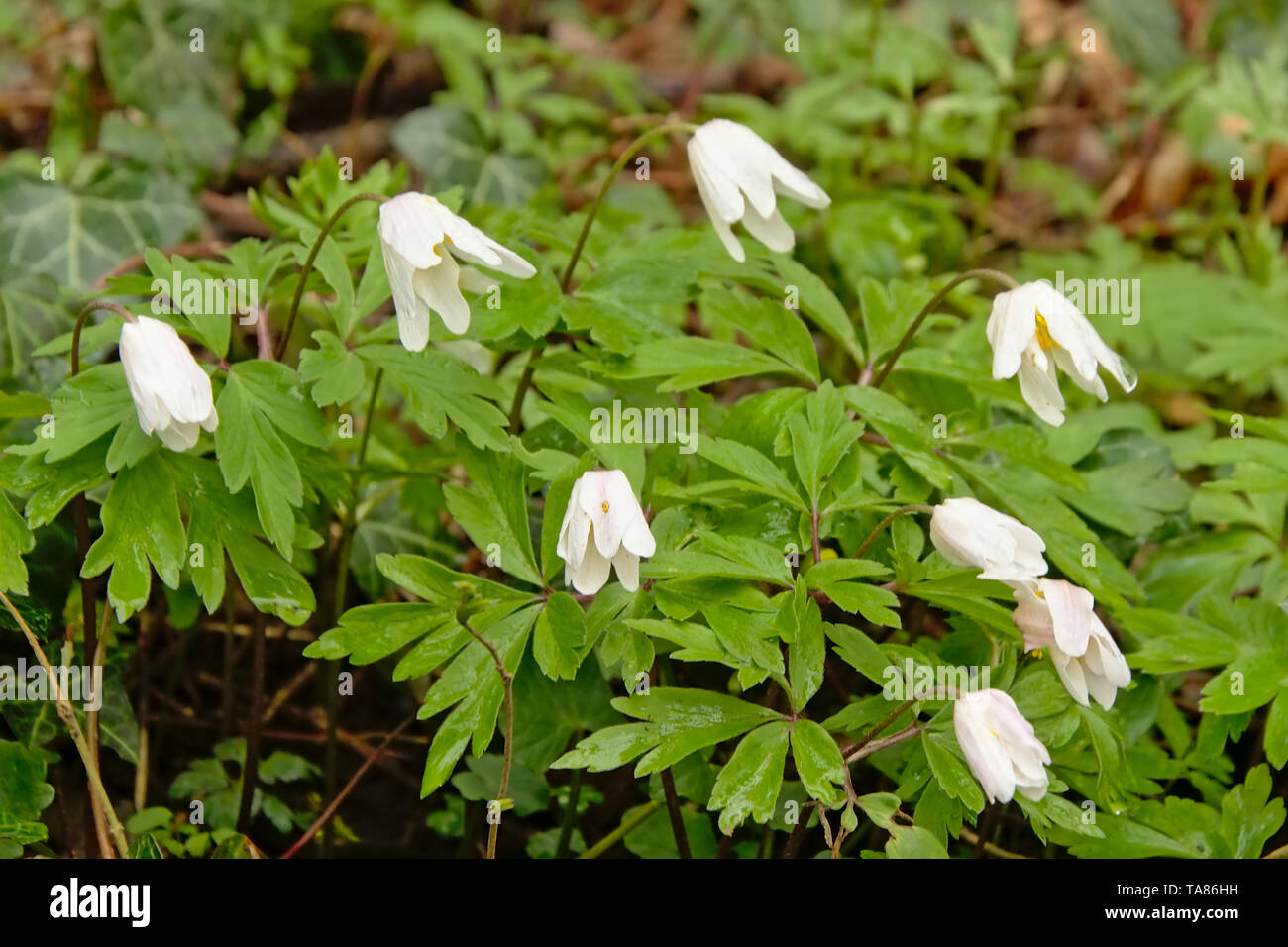 Half closed white wood anemone flowers in the forest, selective focus ...