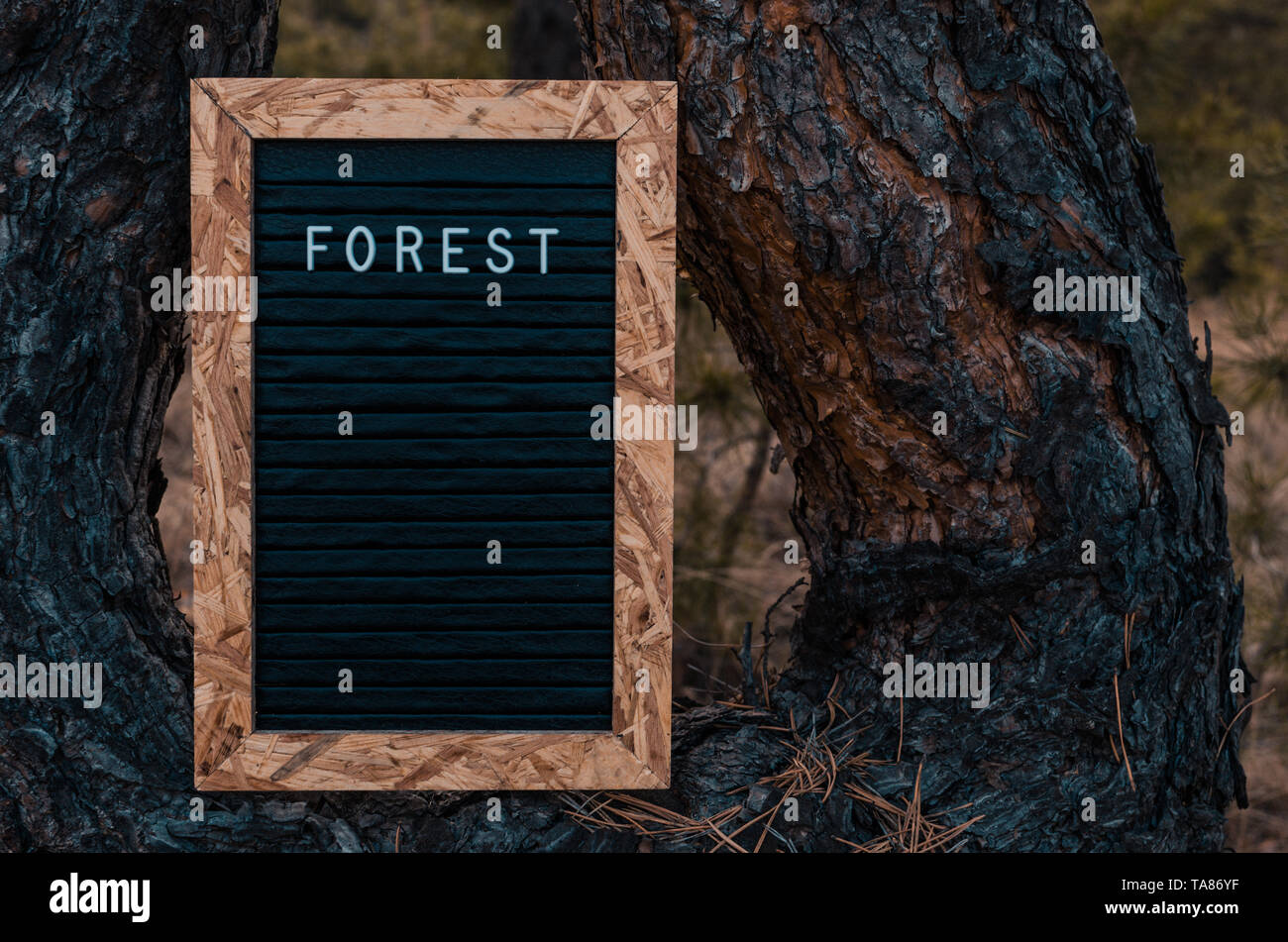 Letter board with inscription forest installed on a pine tree in forest ...