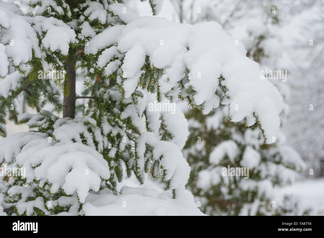 Branches of blue spruce, abundantly covered with snow during a snowfall ...