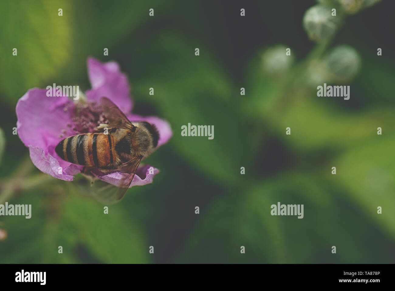 Bee on single flower hi-res stock photography and images - Alamy