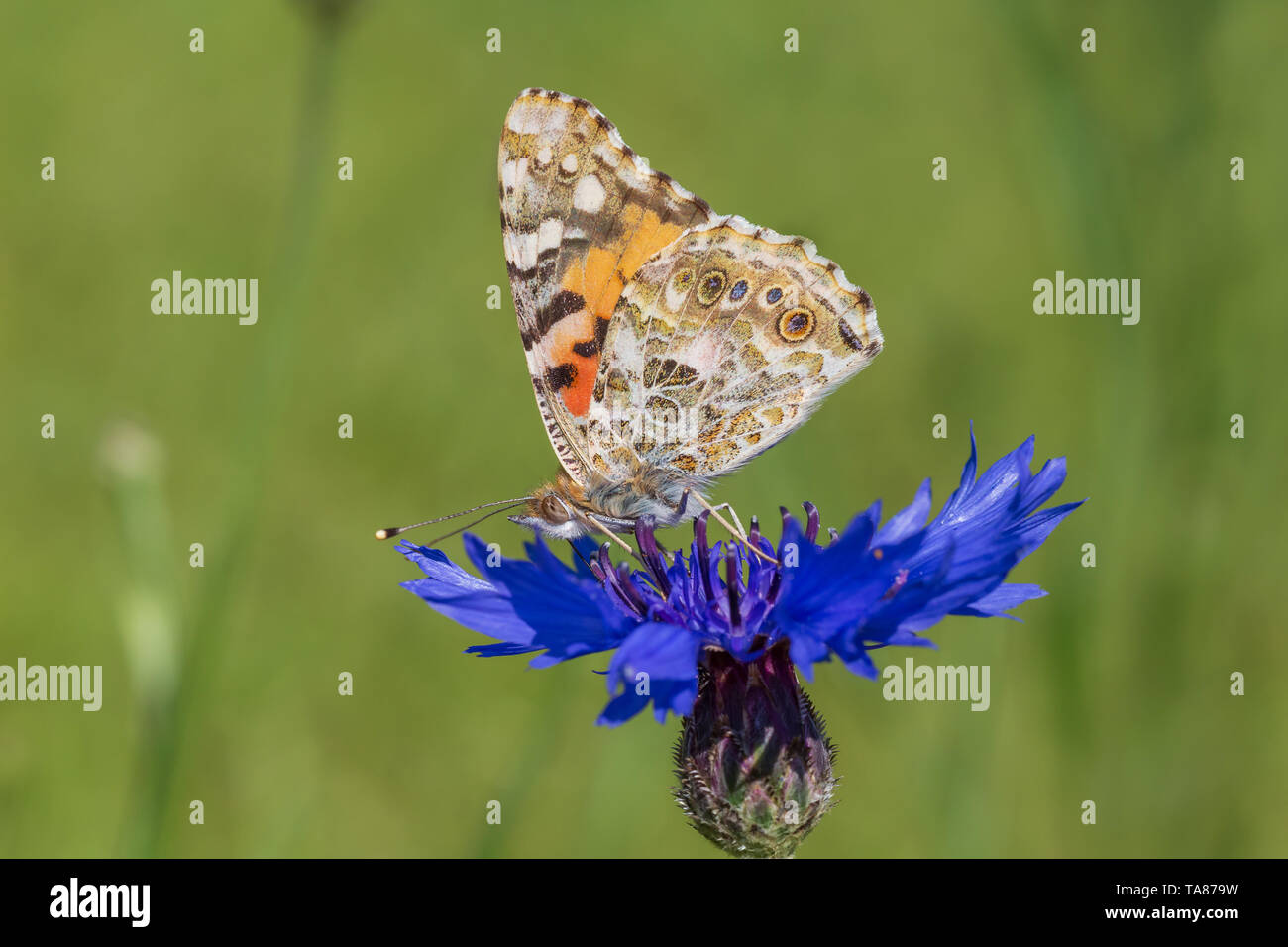 Blue cornflower meadow butterfly hi-res stock photography and images ...