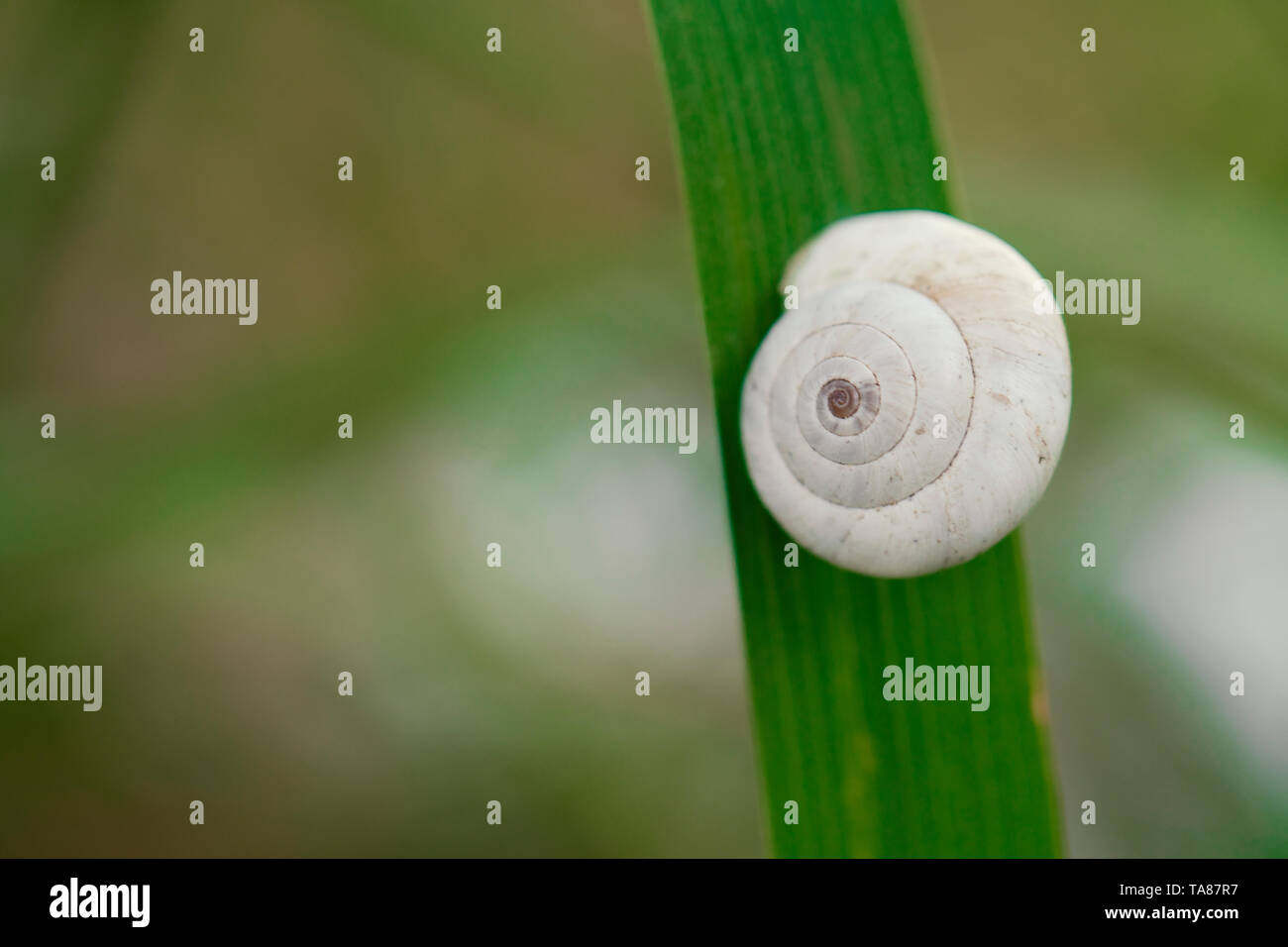 Shell images background hi-res stock photography and images - Alamy