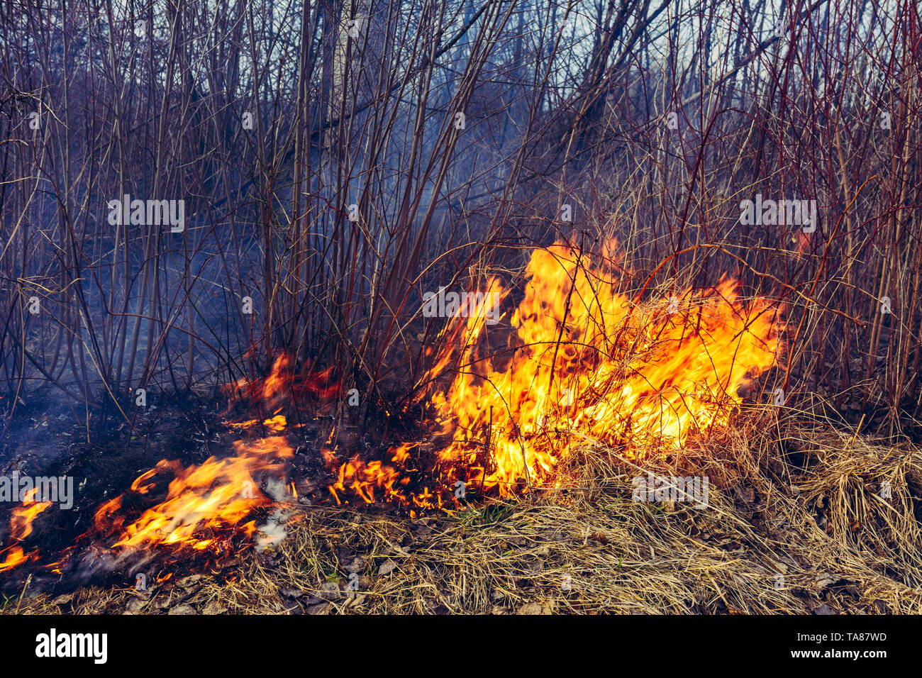 The field burns dry grass, is environmentally hazardous, pollution of ...