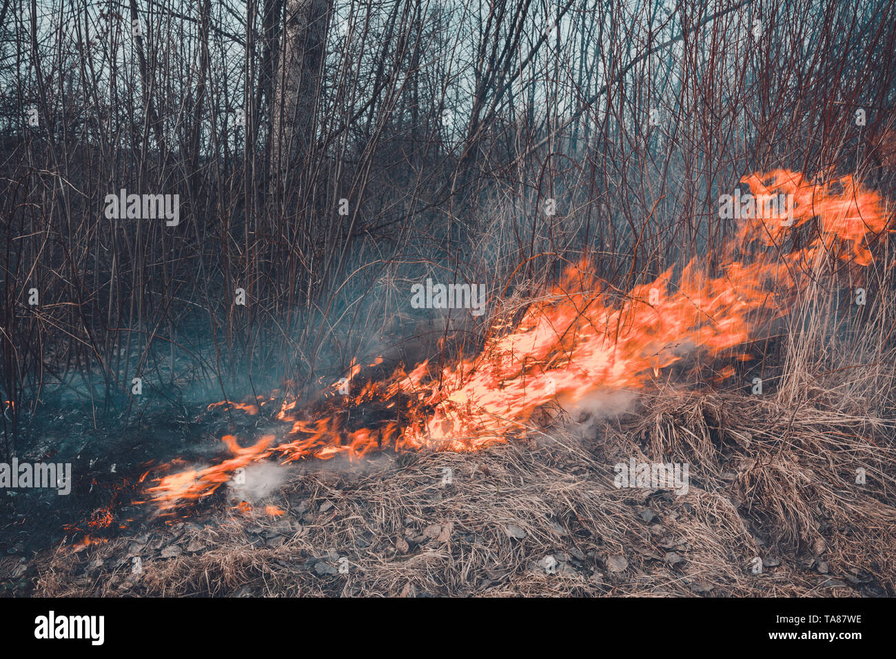 The field burns dry grass, is environmentally hazardous, pollution of ...