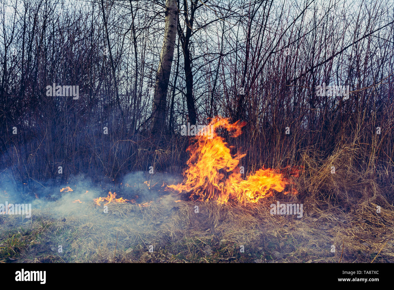 The field burns dry grass, is environmentally hazardous, pollution of ...